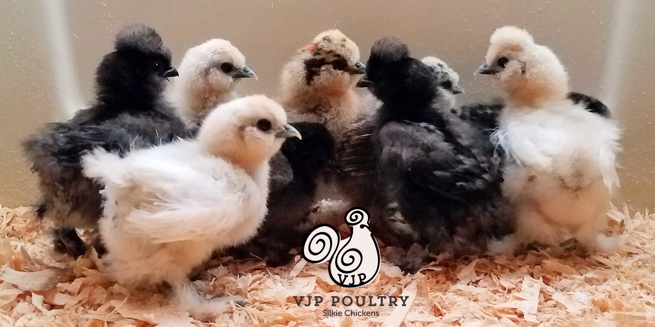 Silkies For Sale – 9/27/19 – VJP Poultry