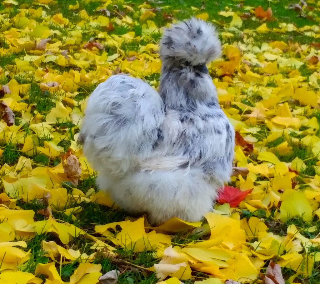 Gentle Silkies – Why You Need To Own This Breed – VJP Poultry