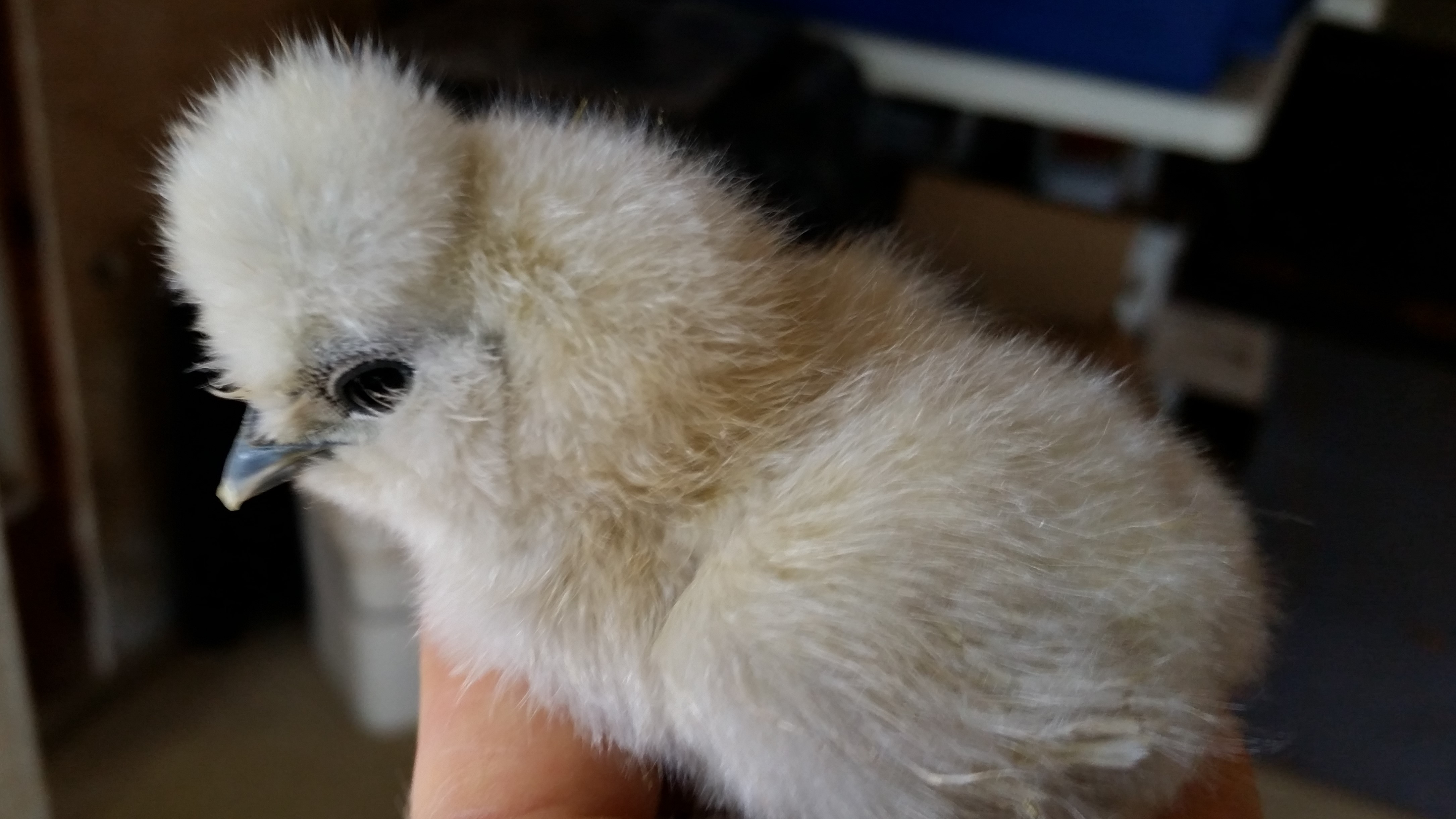 furry chickens – VJP Poultry