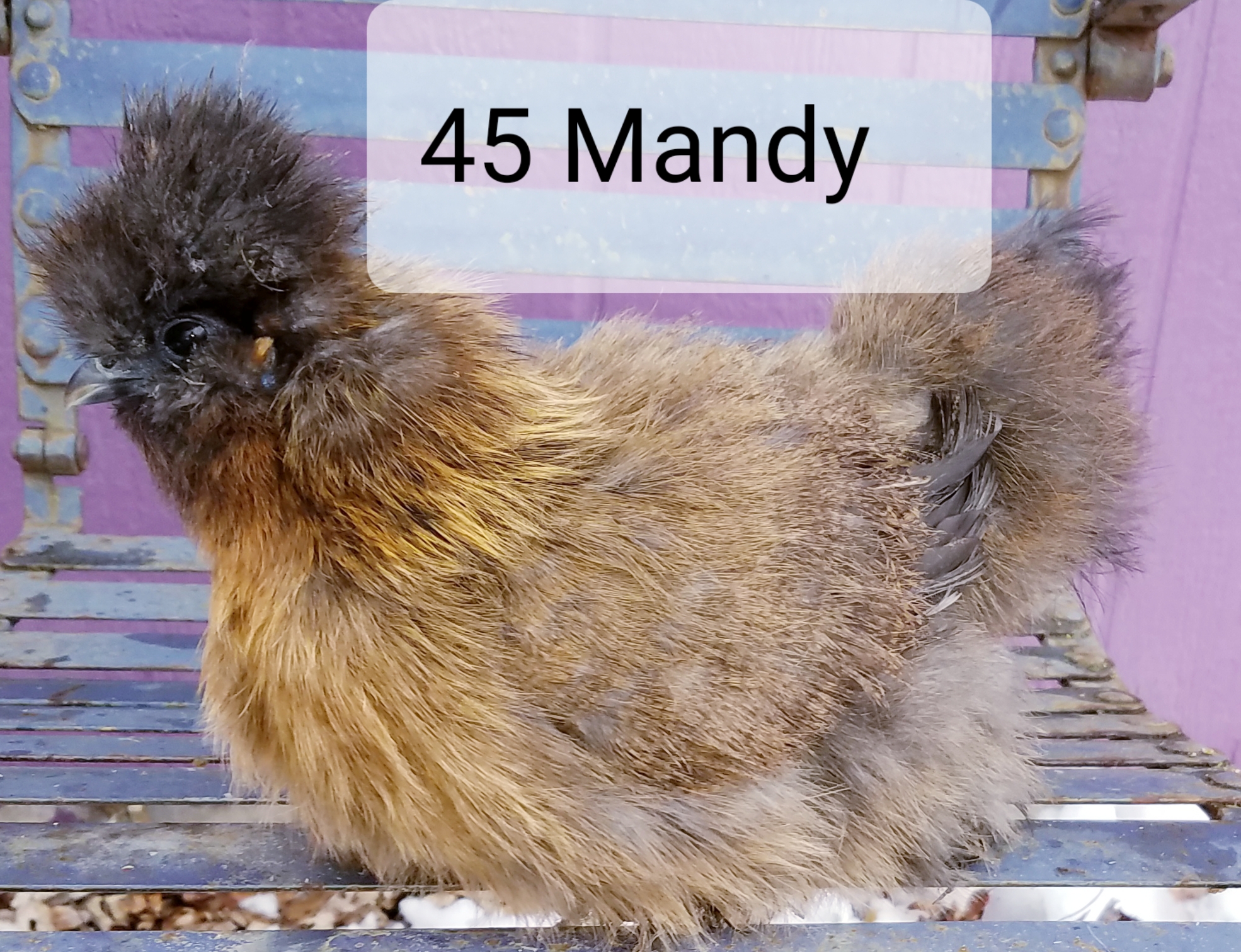 Silkies For Sale – 2/1/20 – VJP Poultry