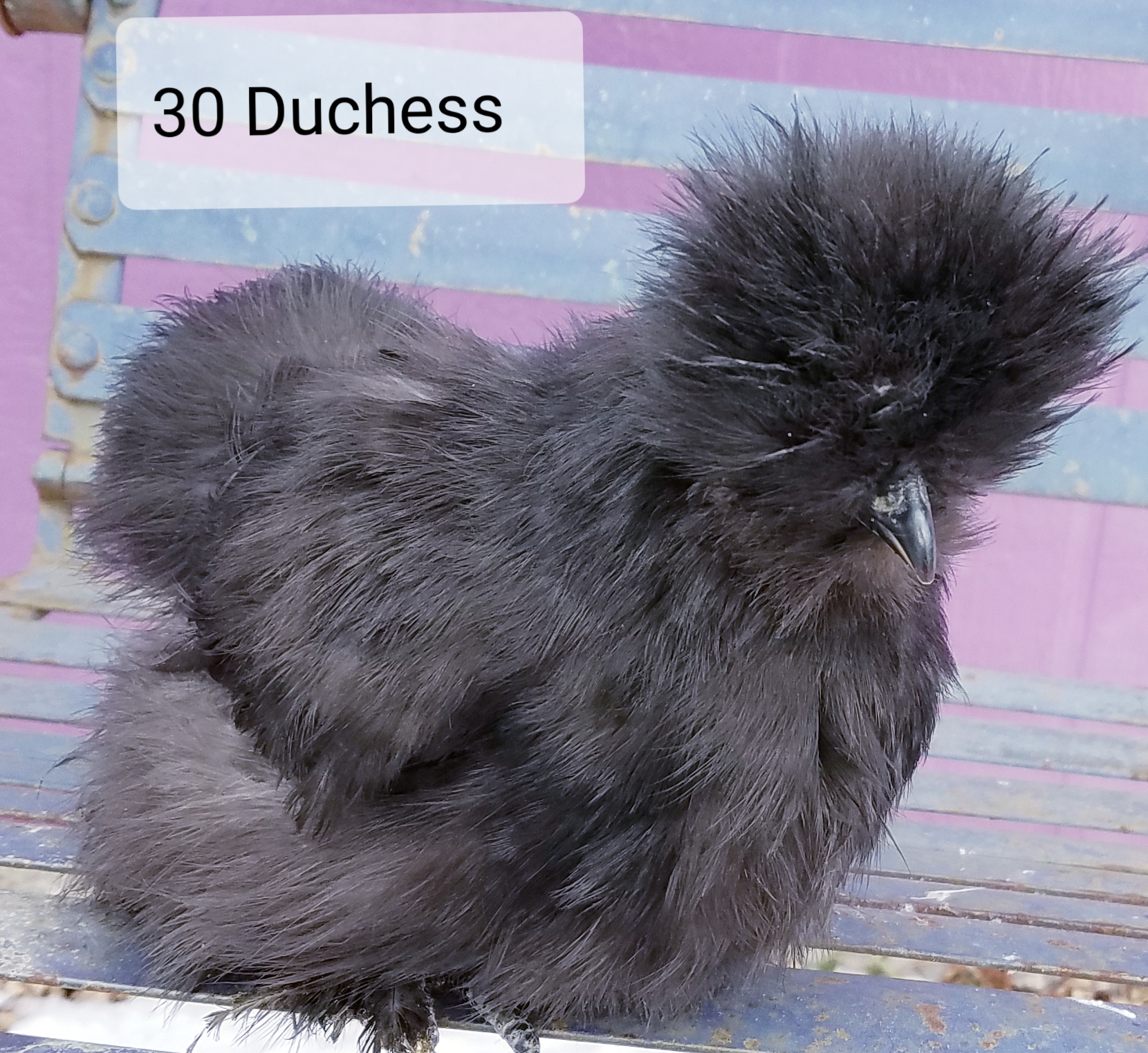 Silkies For Sale – 2/20/20 – VJP Poultry
