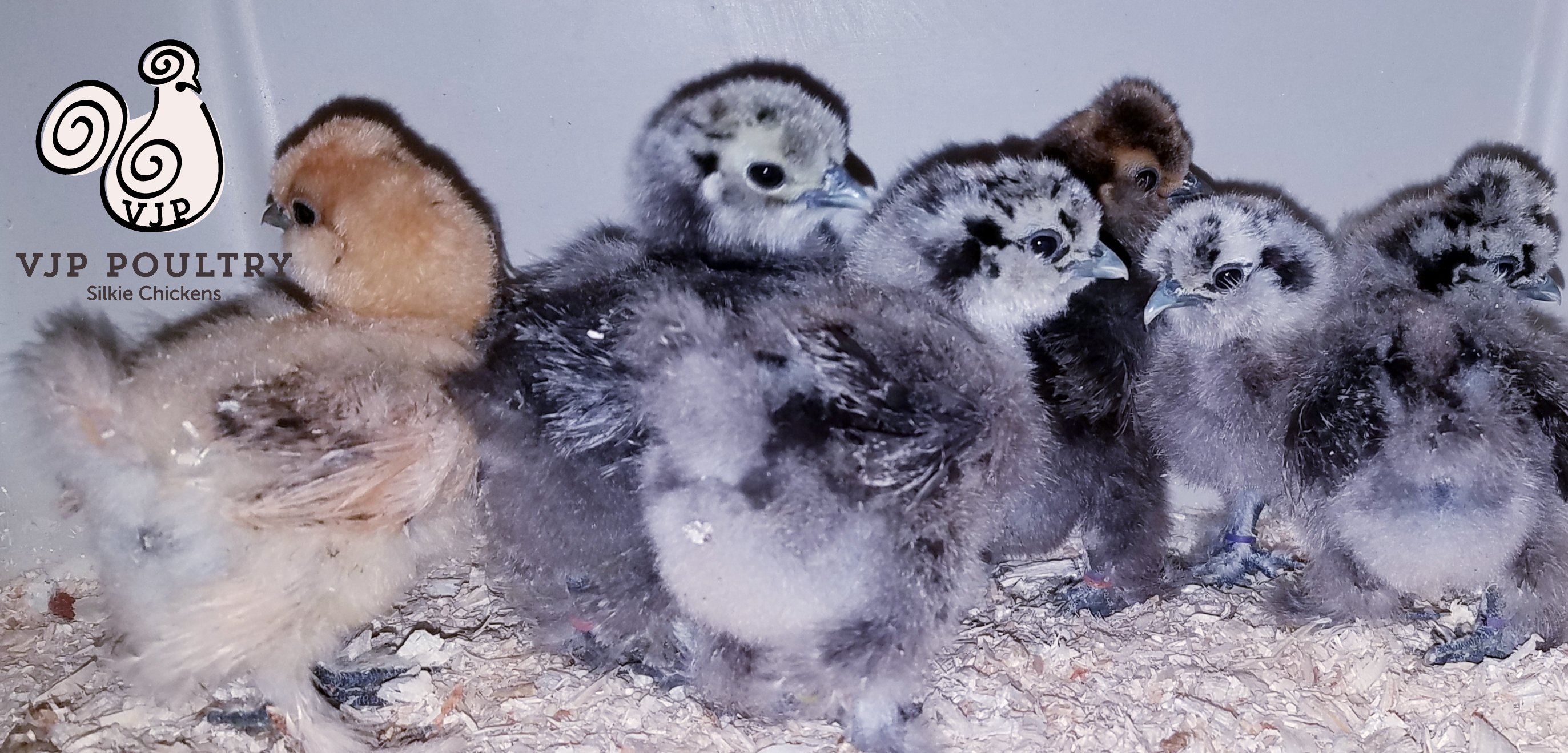 Silkies For Sale – 2/1/20 – VJP Poultry