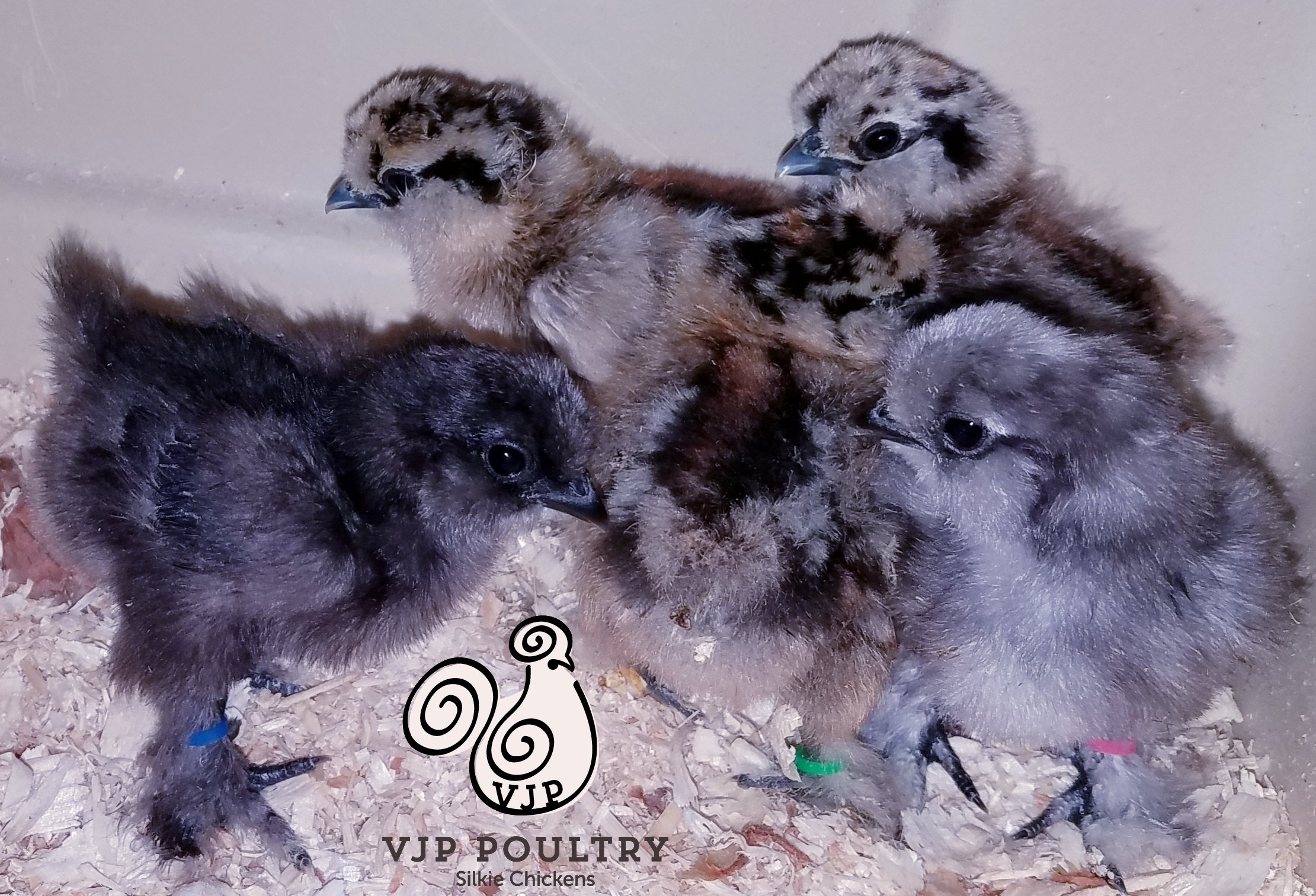 Silkies For Sale – 2/1/20 – VJP Poultry