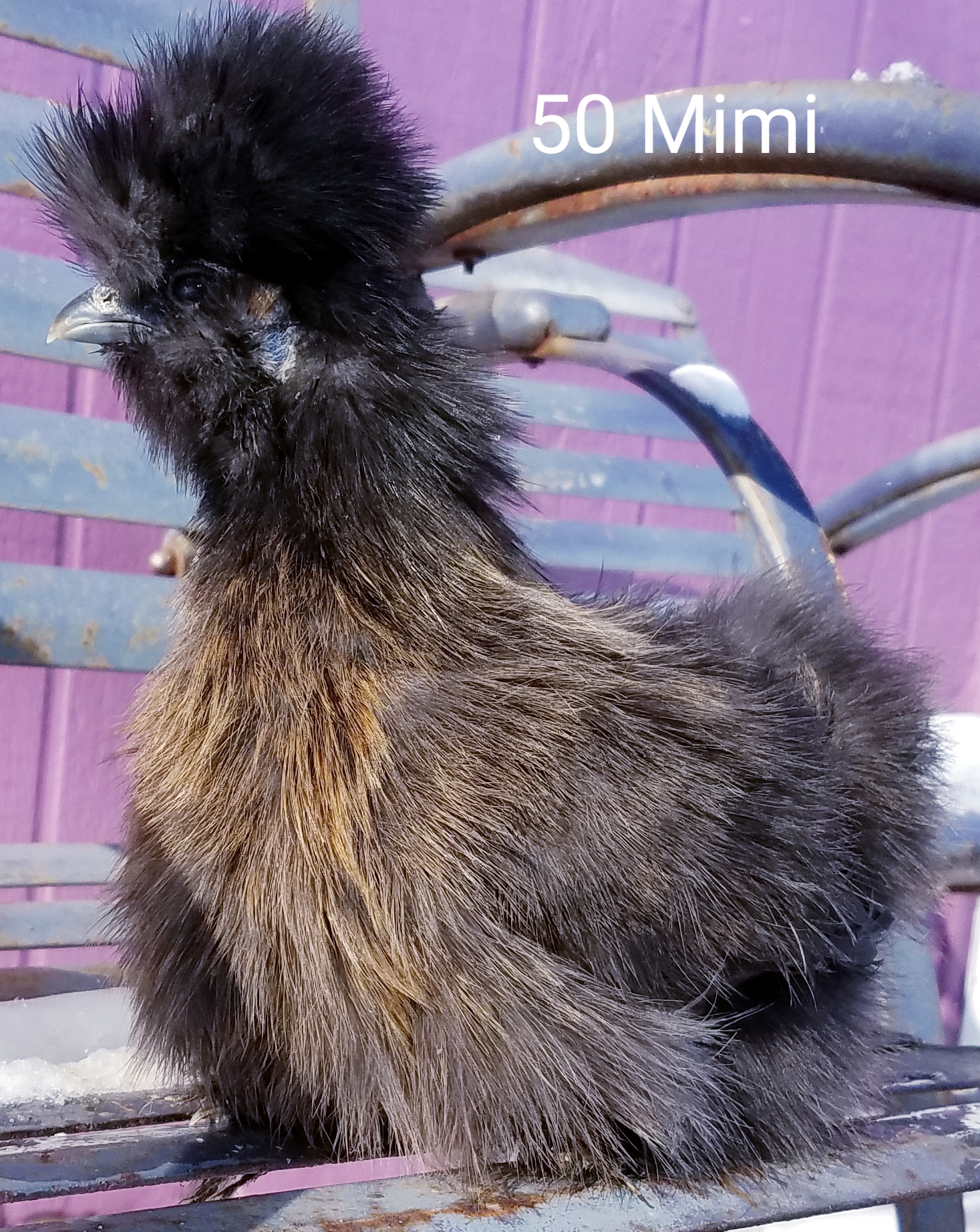 silkie breeder – VJP Poultry