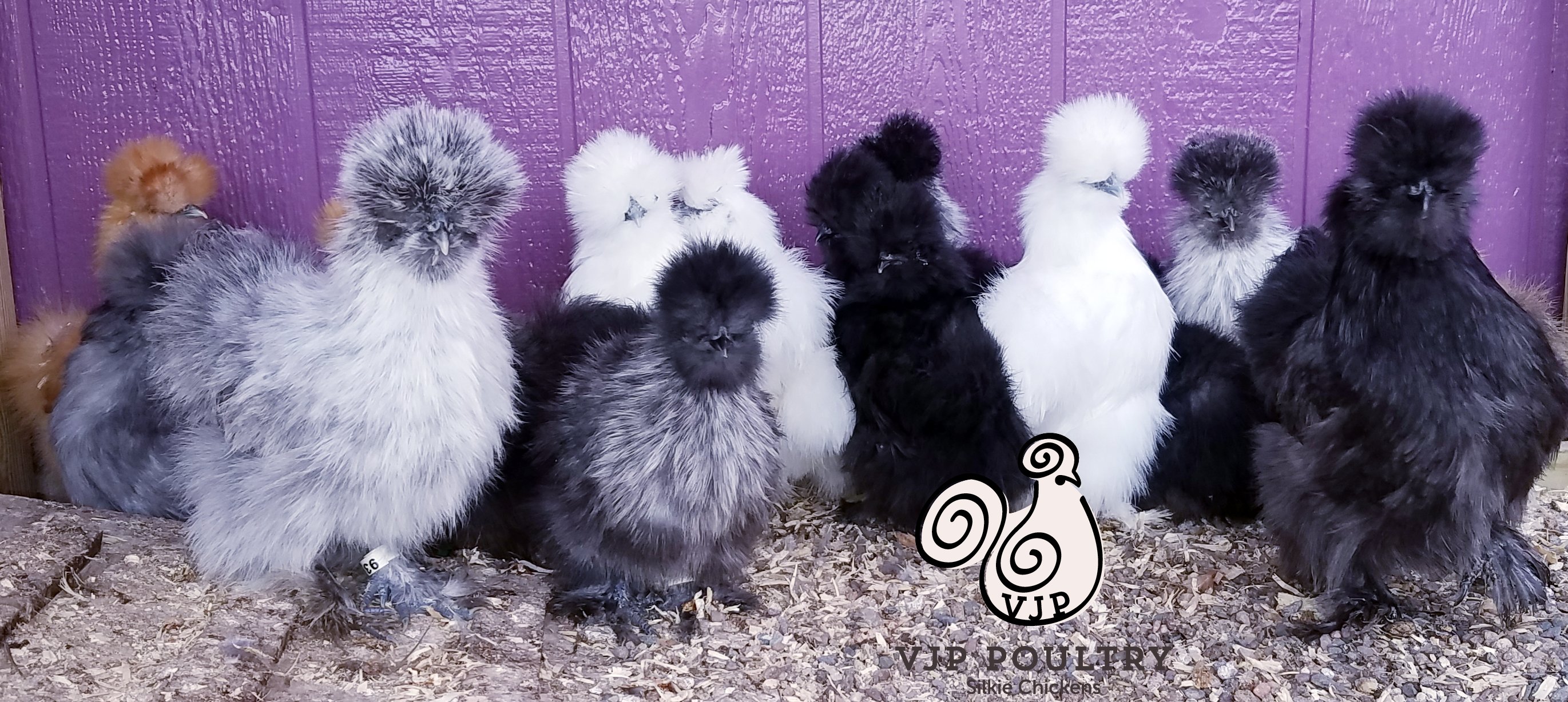 Silkies For Sale 6/17/2020 – VJP Poultry