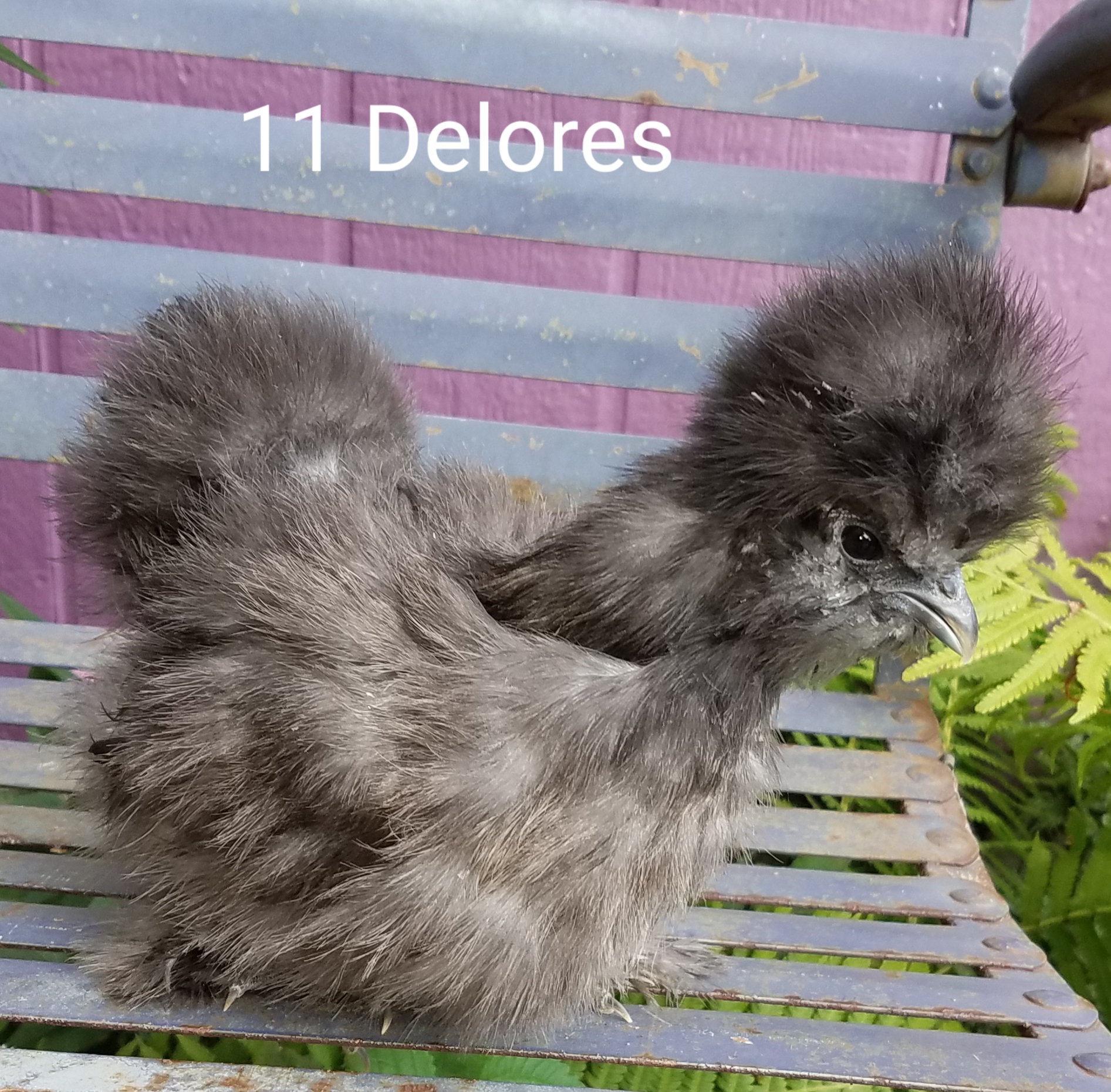 Silkies For Sale – 9/16/2022 – VJP Poultry