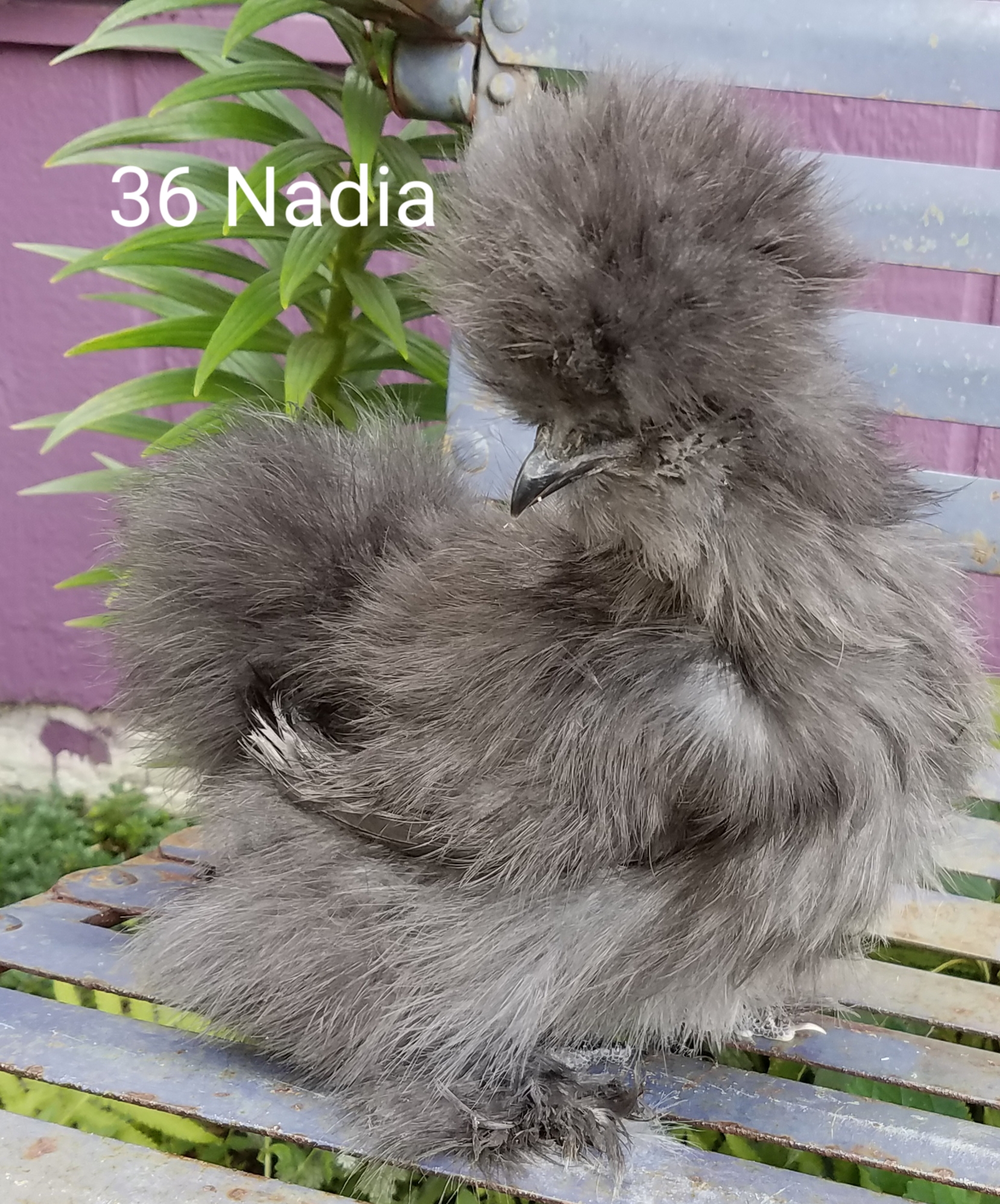 Silkies For Sale – 9/16/2022 – VJP Poultry