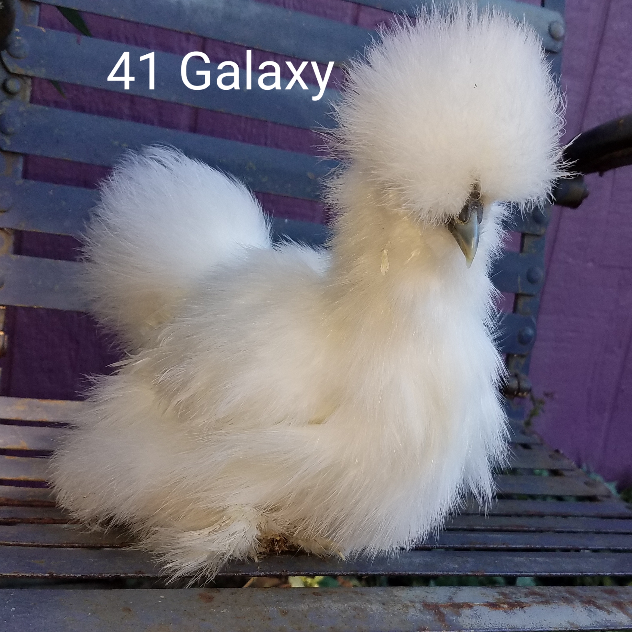 Silkies For Sale – 10/28/22 – VJP Poultry
