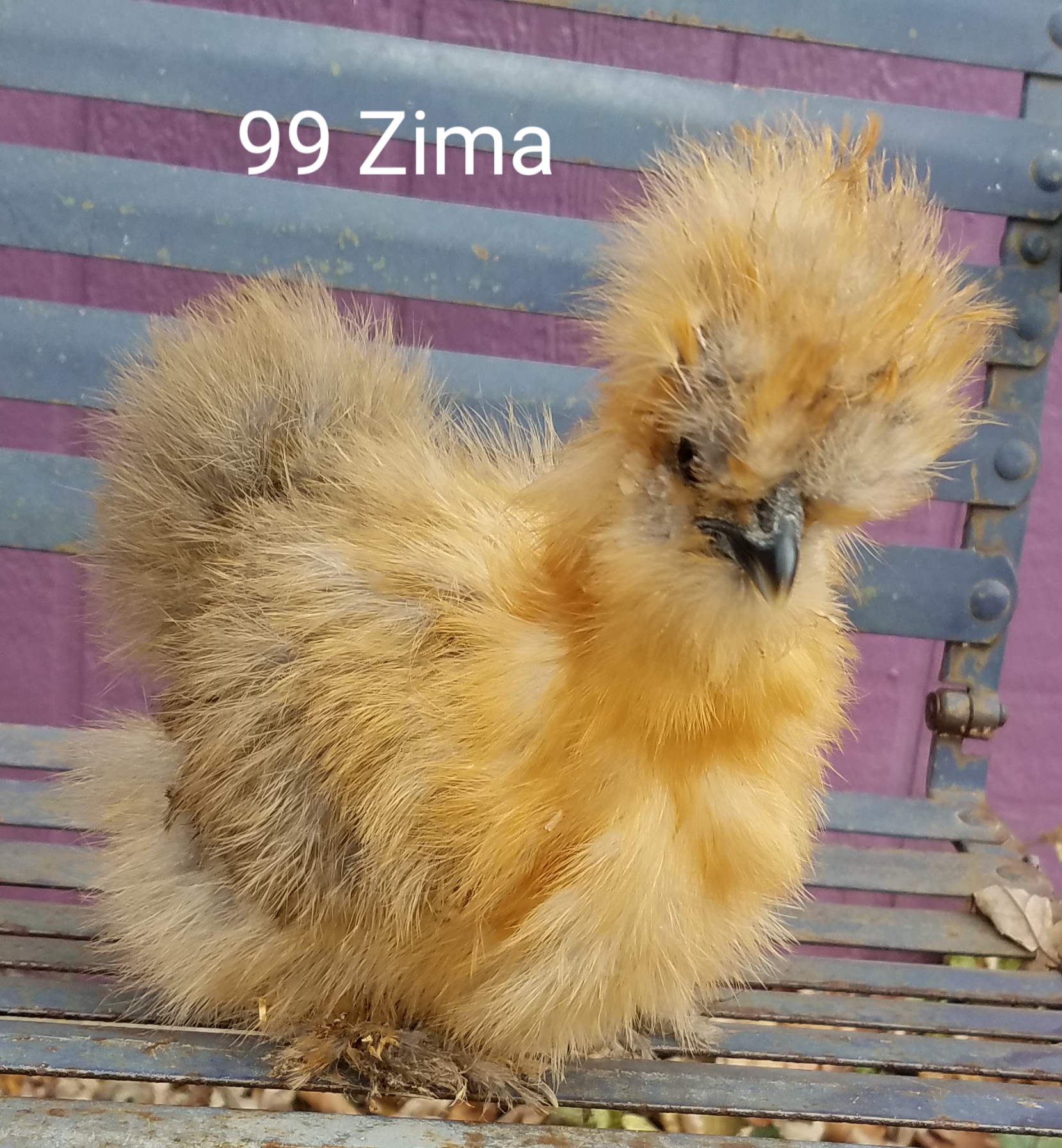 Silkies For Sale – 12/9/22 – VJP Poultry