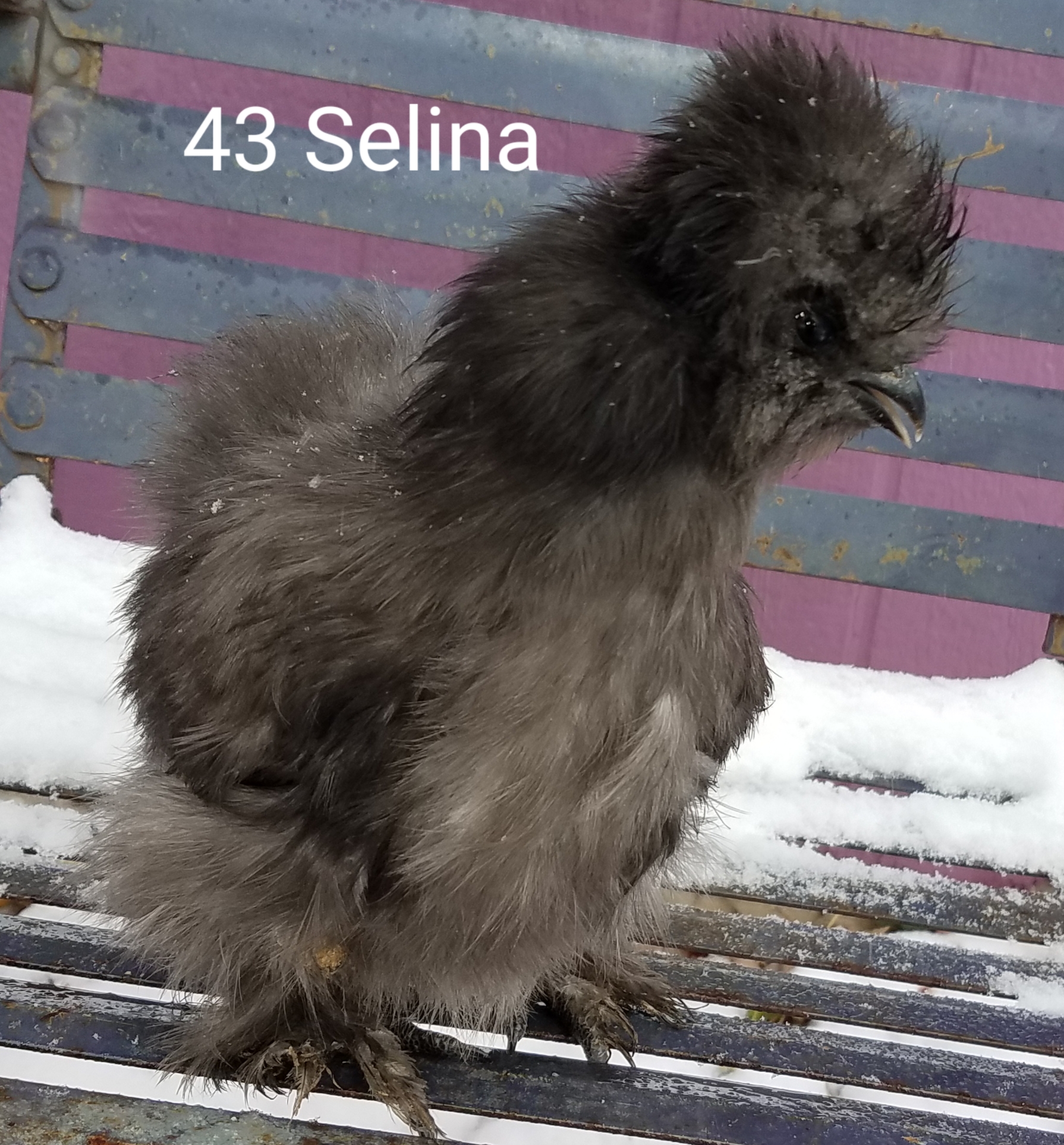 Silkies For Sale – 12/23/22 – VJP Poultry