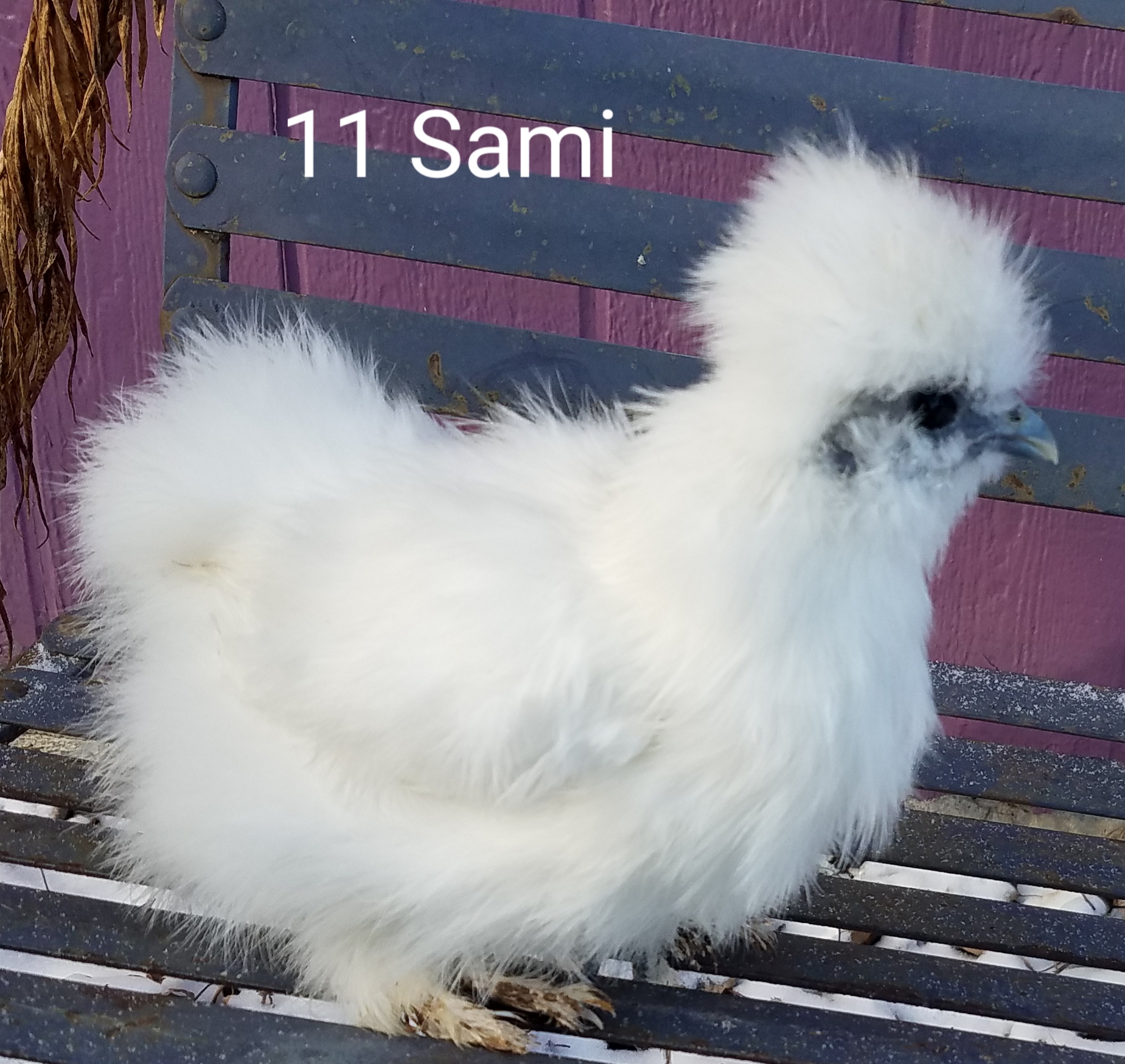 Silkies For Sale – 1/6/23 – VJP Poultry
