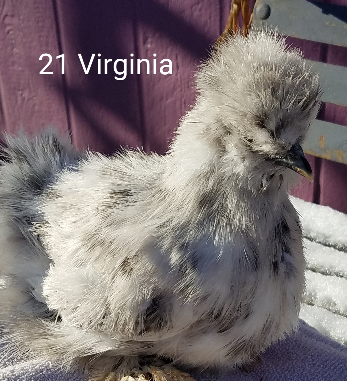 Silkies For Sale – 3/17/23 – VJP Poultry