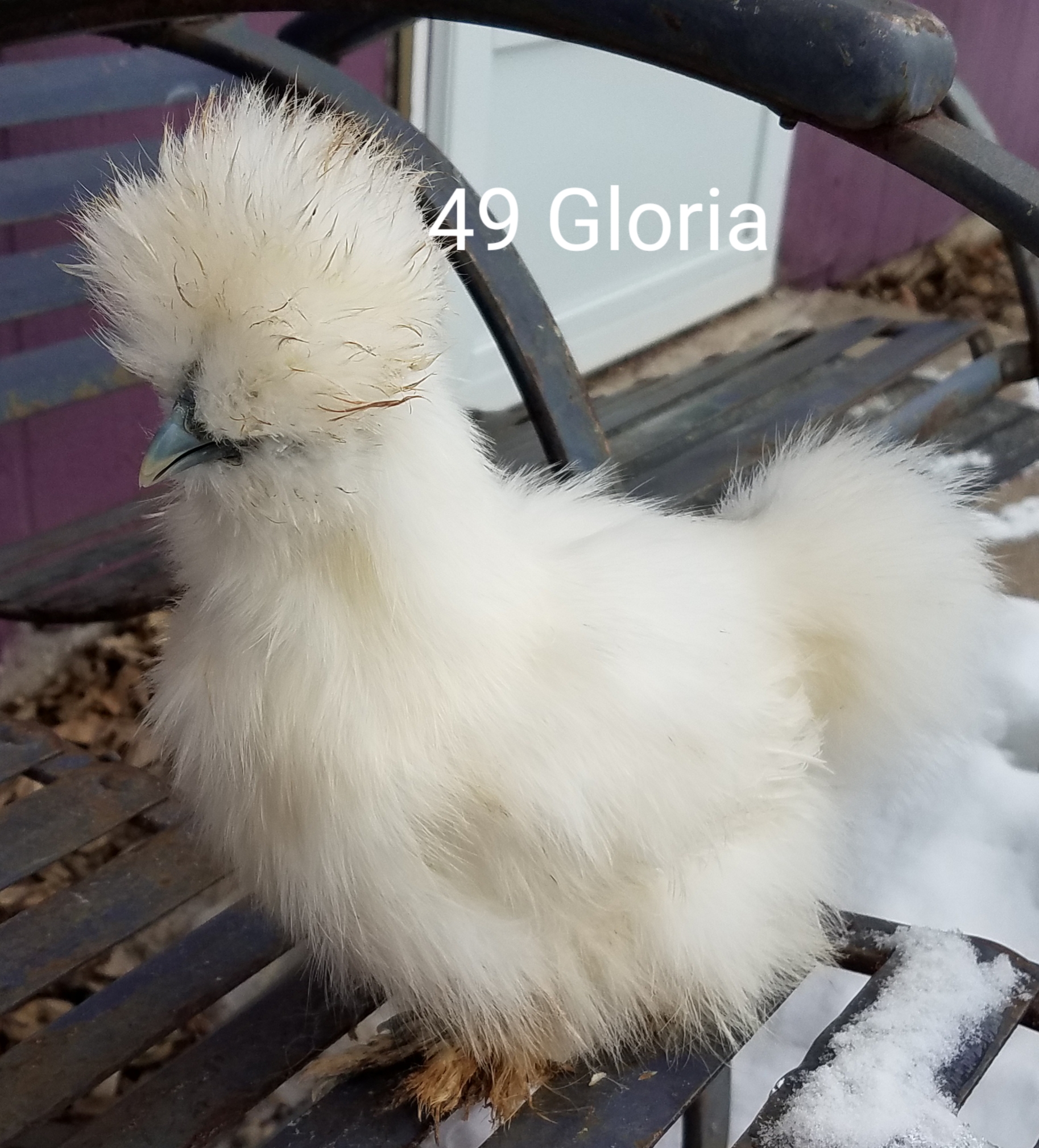 Silkies For Sale – 3/31/23 – VJP Poultry