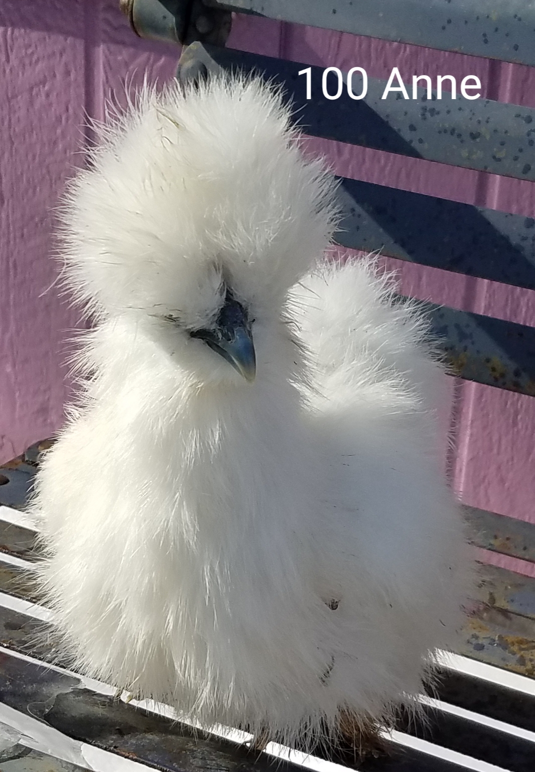 Silkies For Sale – 3/31/23 – VJP Poultry