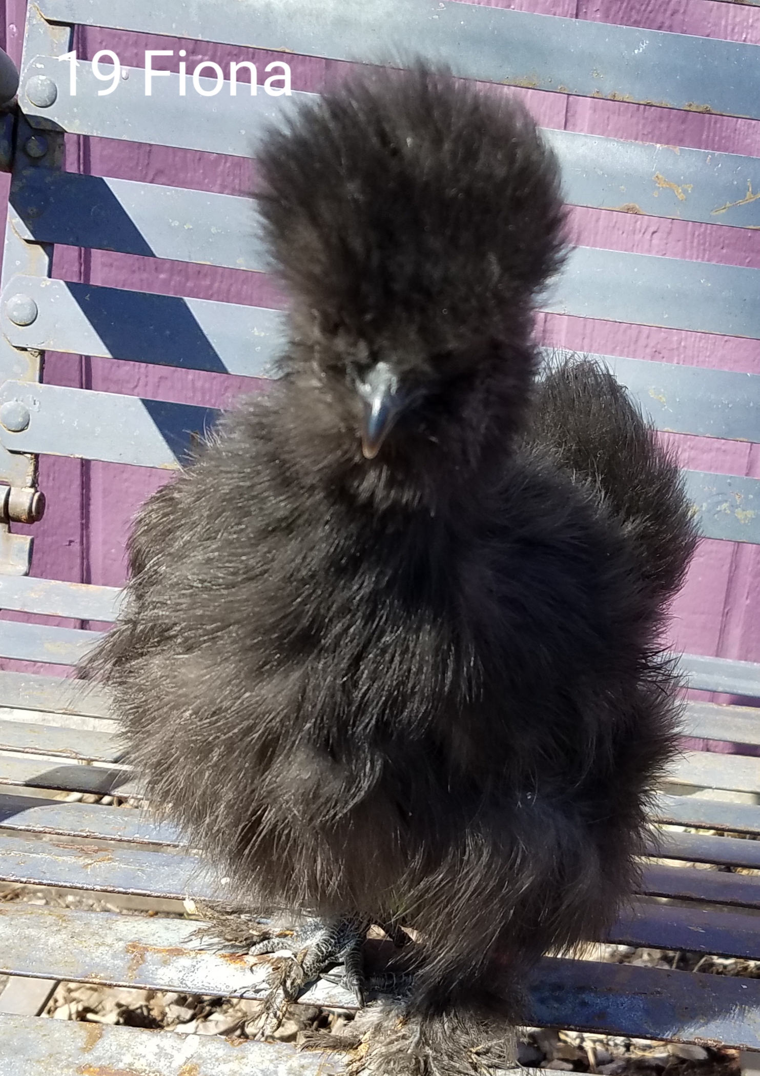 Silkies For Sale – 5/26/23 – VJP Poultry