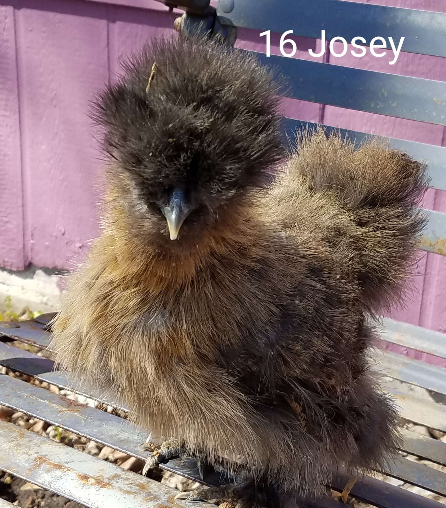 Silkies For Sale – 6/2/23 – VJP Poultry