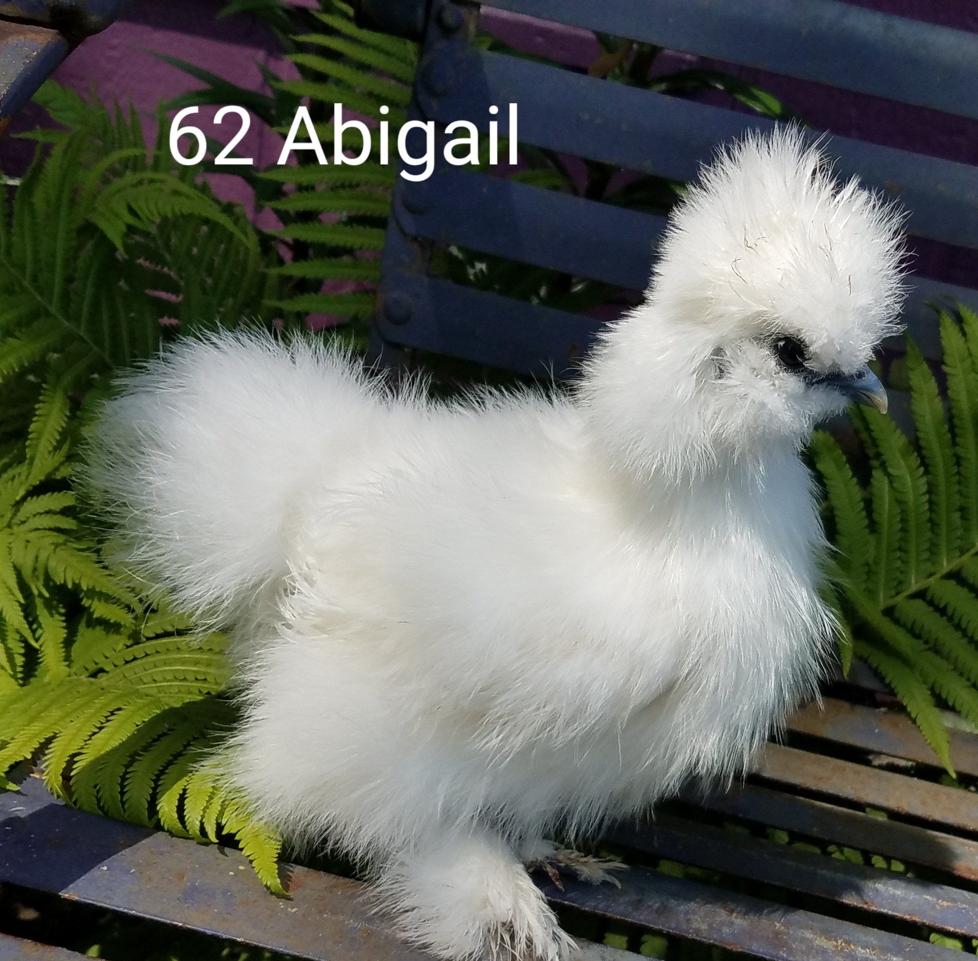 Silkies For Sale – 7/7/23 – VJP Poultry