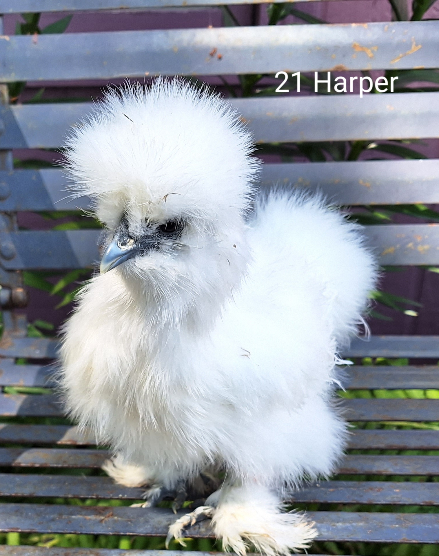 Silkies For Sale – 8/18/23 – VJP Poultry