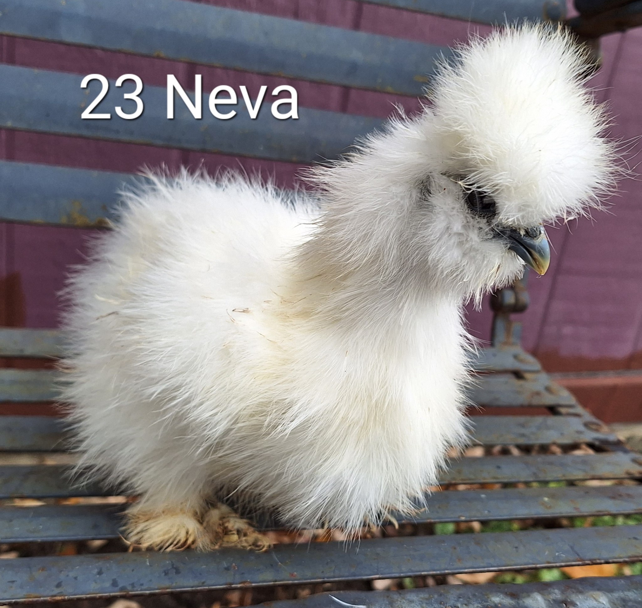 Silkies For Sale – VJP Poultry