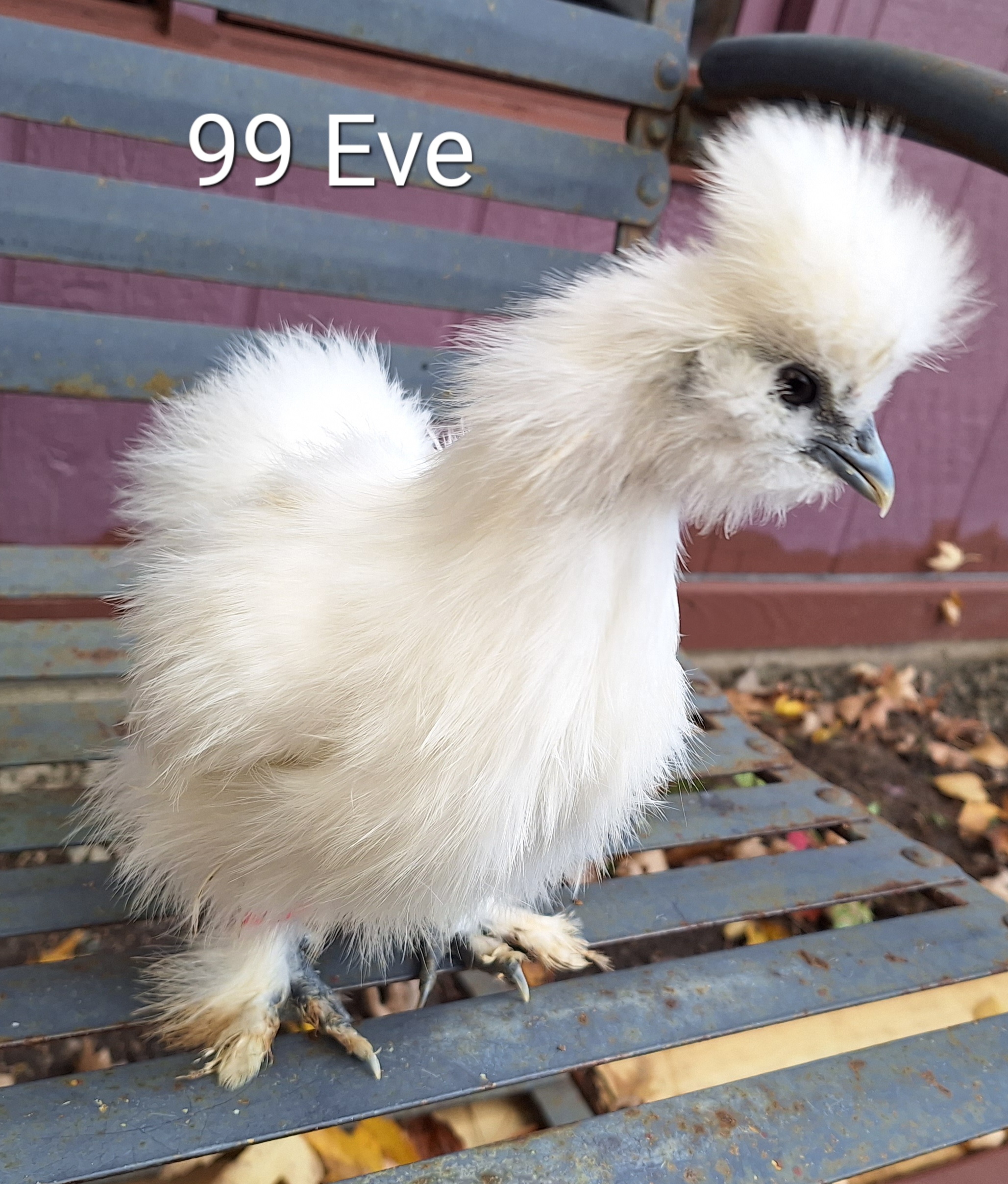 Silkies For Sale – VJP Poultry