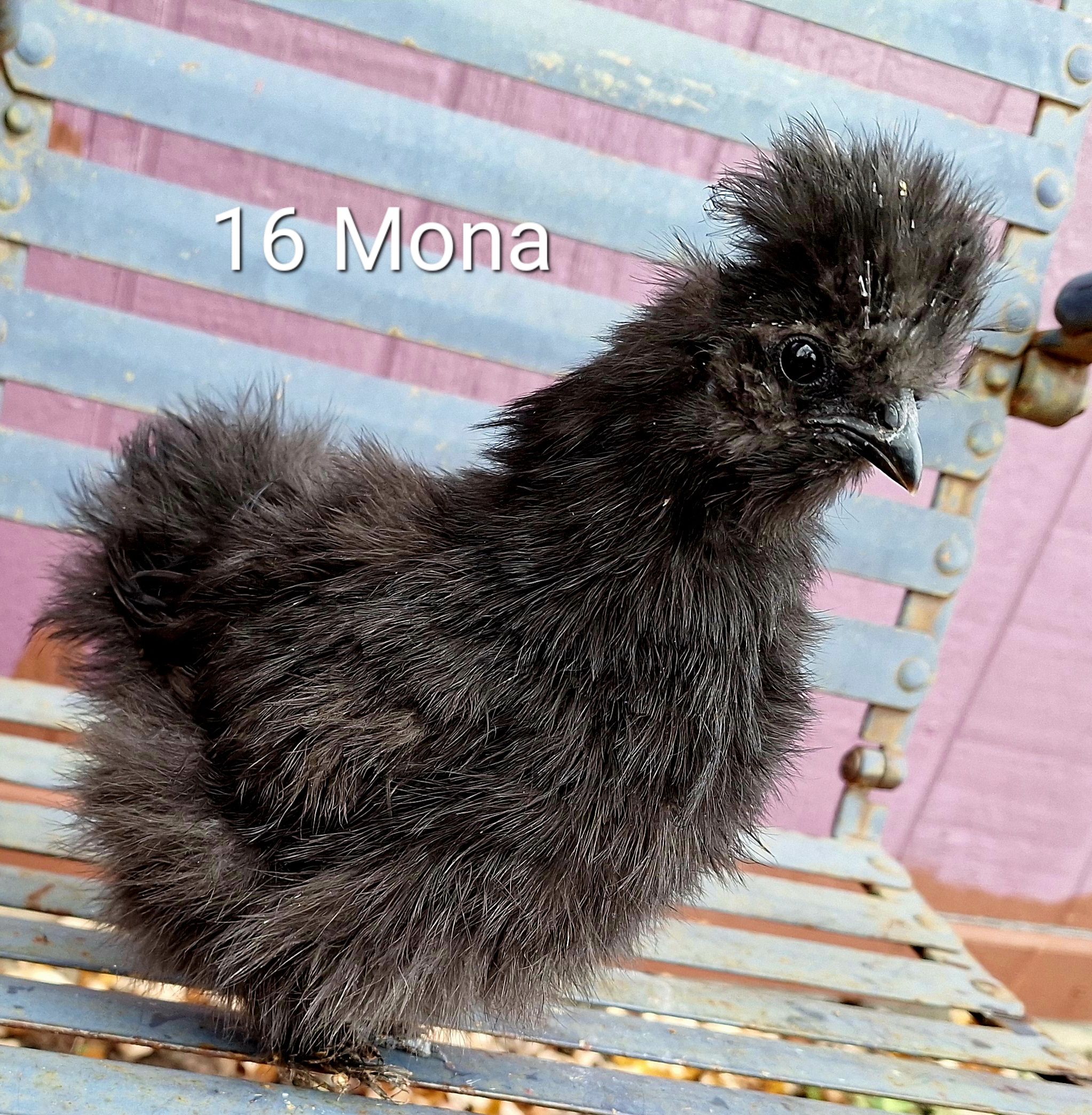 Silkies For Sale – VJP Poultry