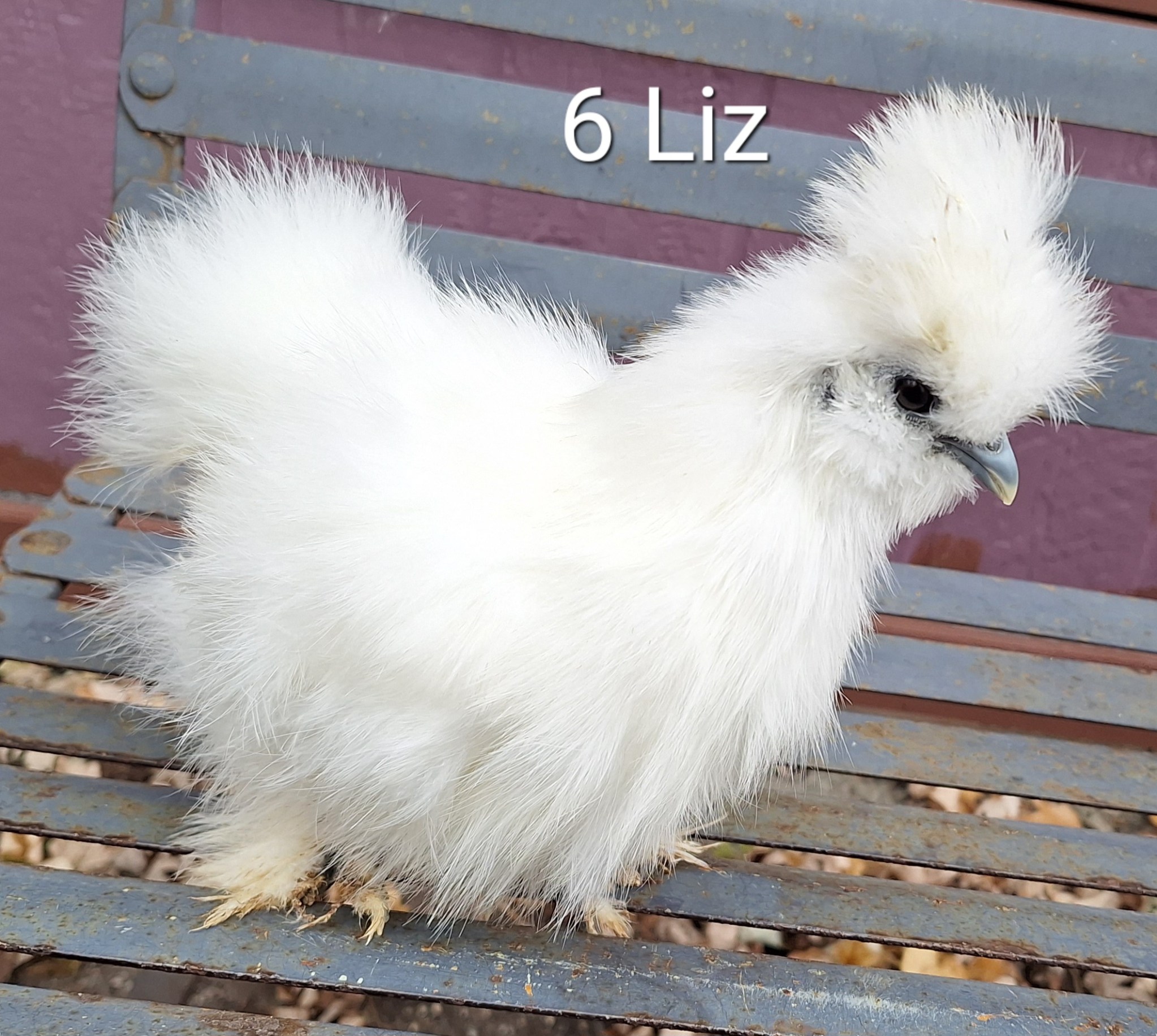 Silkies For Sale – VJP Poultry
