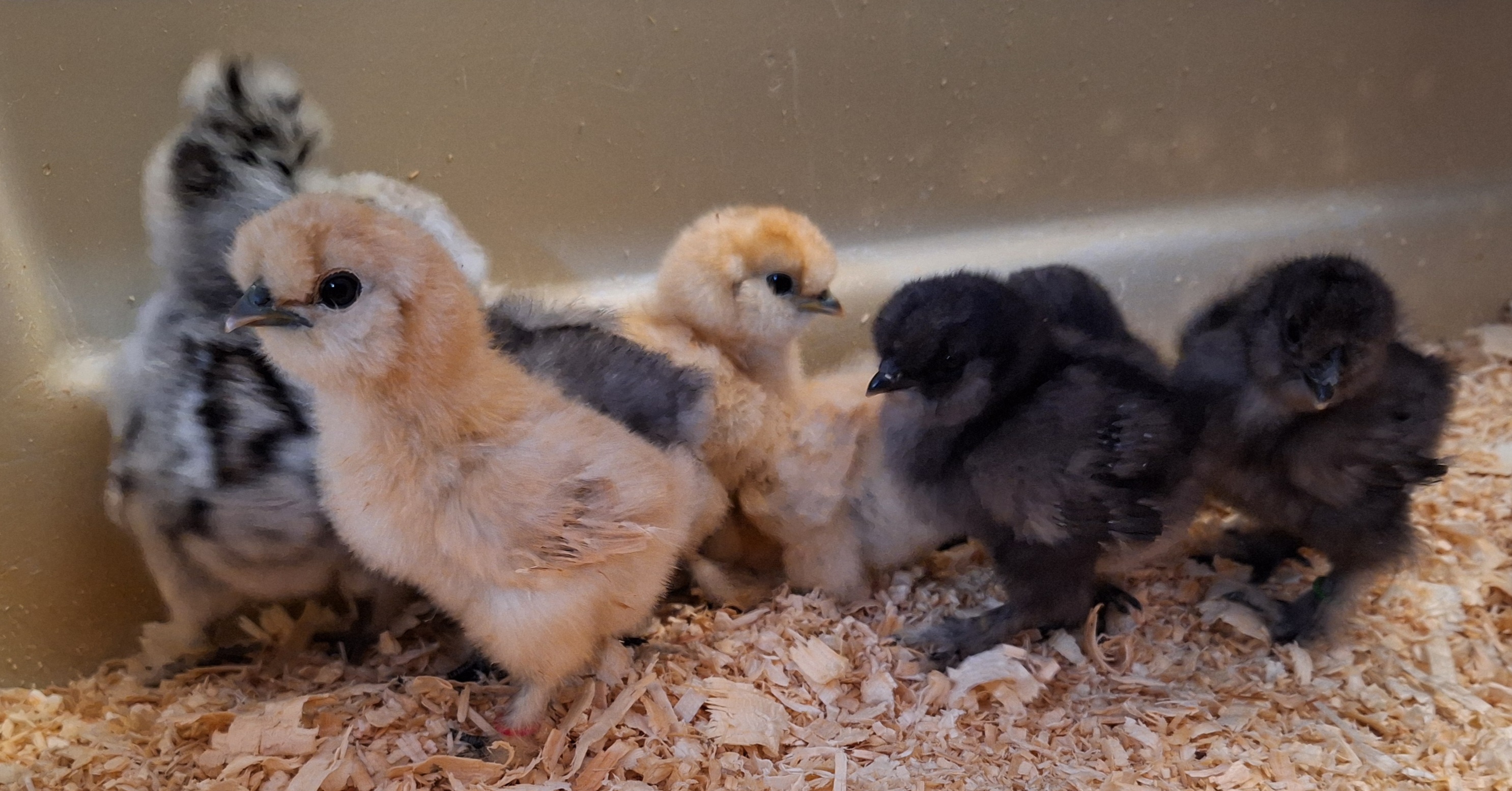 Silkies For Sale – VJP Poultry